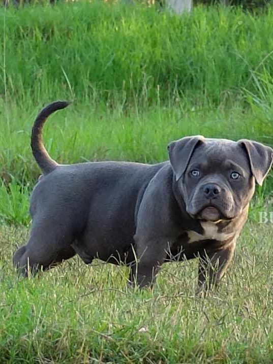 Derby aka Mini-G - Bullymon | Mini Exotic and Pocket Bully Puppies Dog ...