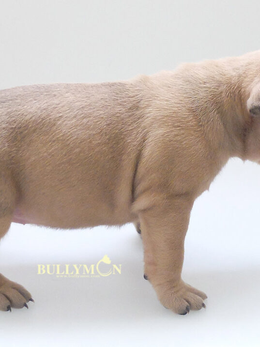Sonic Female Dark Blue Fawn – SOLD - Bullymon | Mini Exotic and Pocket ...