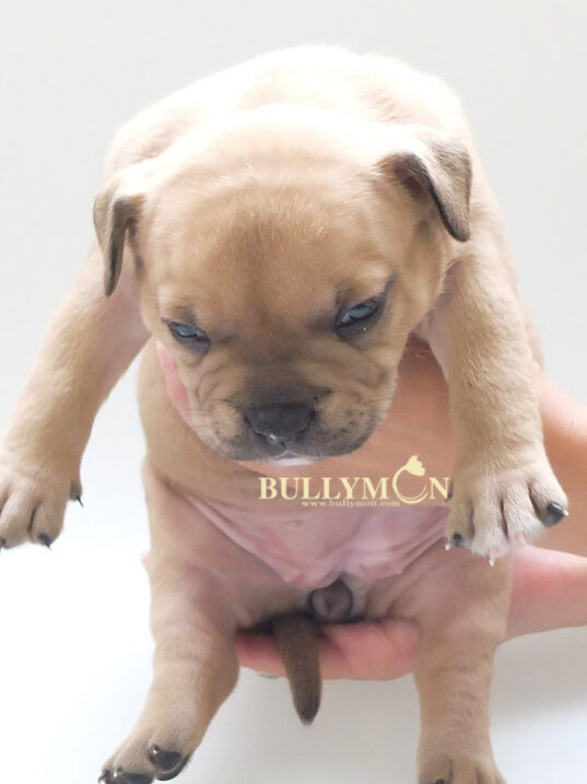 Sonic Female Dark Blue Fawn – SOLD - Bullymon | Mini Exotic and Pocket ...
