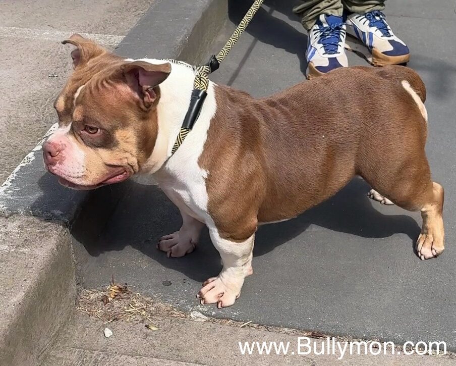 North Star - Bullymon | Mini Exotic and Pocket Bully Puppies Dog For Sale